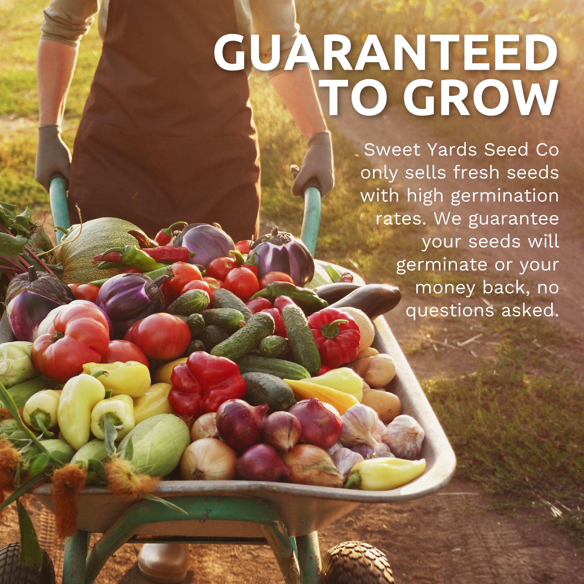 Organic Roma Tomato Seeds – Sweet Yards