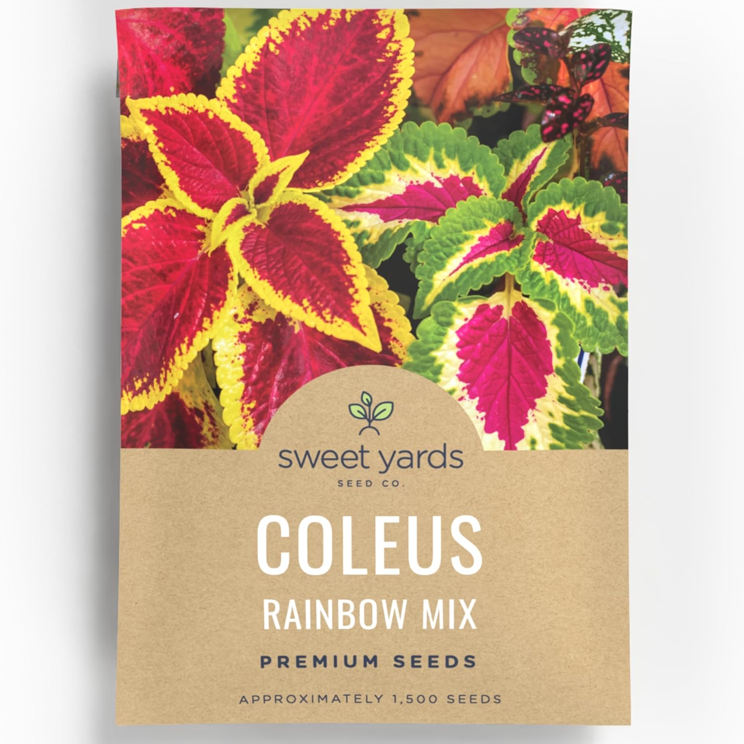Coleus Rainbox Mix – Sweet Yards