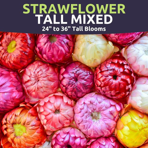 Strawflower Tall Mixed – Sweet Yards