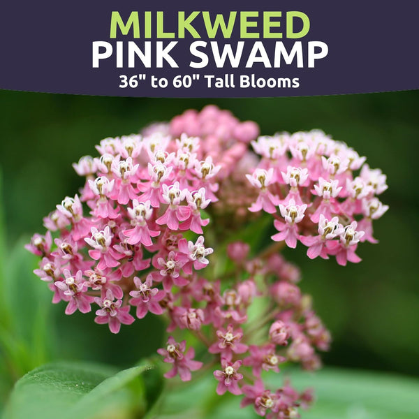 Pink Swamp Milkweed – Sweet Yards