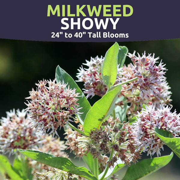 Showy Milkweed – Sweet Yards