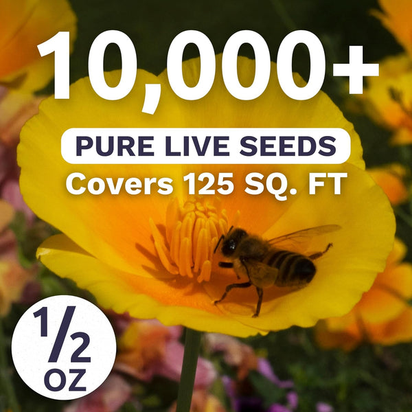 California Poppy – Formula Mix – Sweet Yards