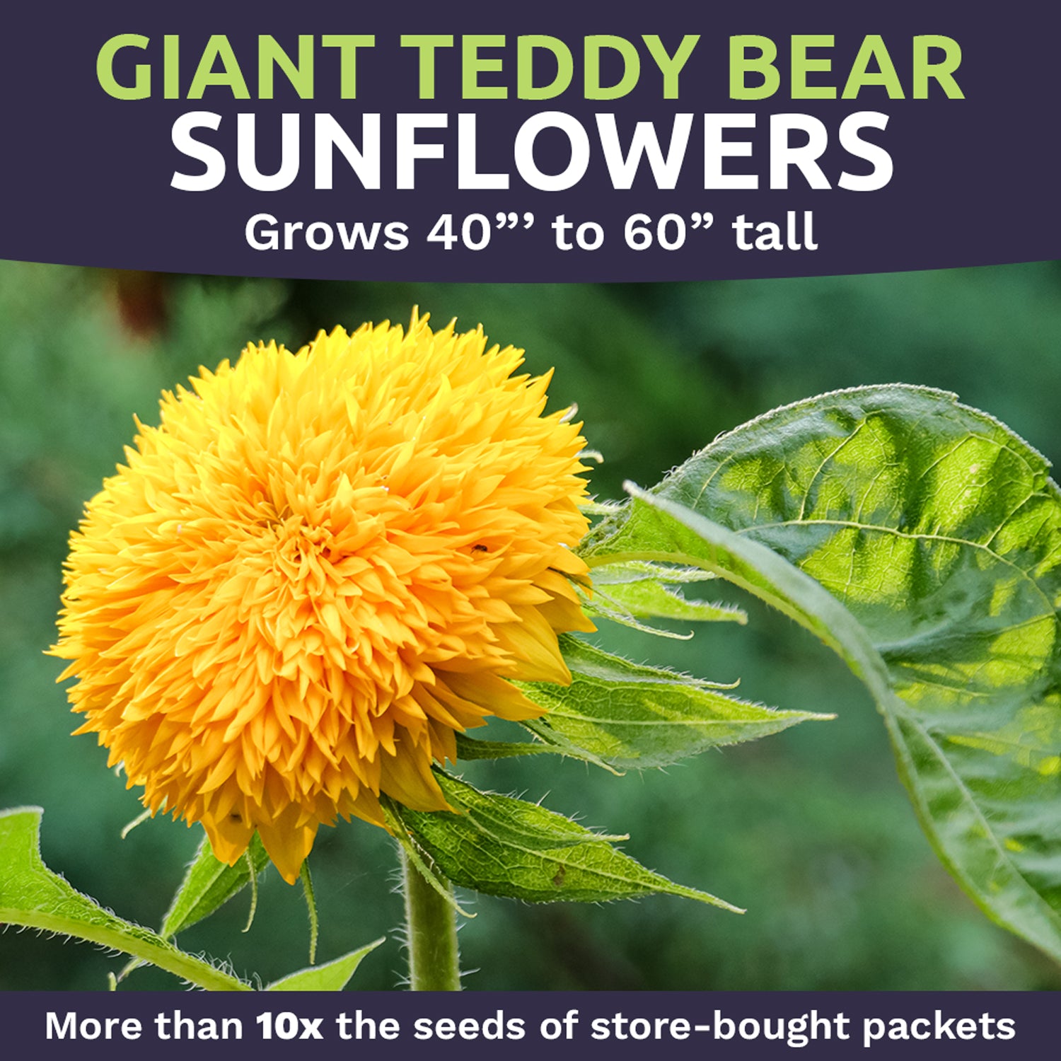 Giant Teddy Bear Sunflower Seeds – Sweet Yards