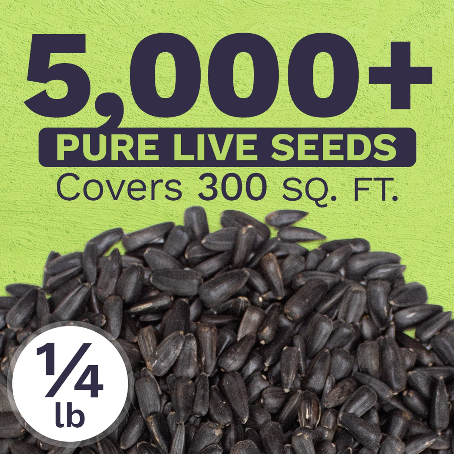 Giant Teddy Bear Sunflower Seeds – Sweet Yards