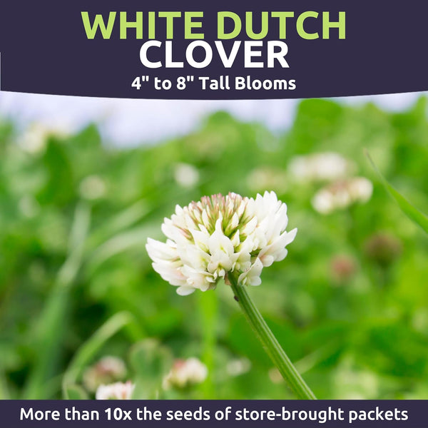 White Dutch Clover – Sweet Yards