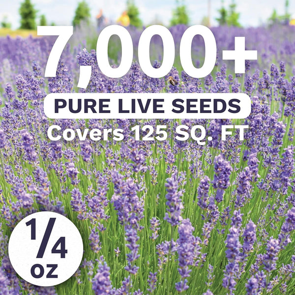 Lavender – Sweet Yards