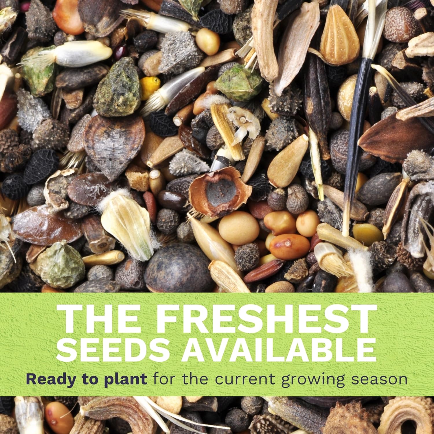 Milkweed Seed Variety Pack - 5 Packets – Sweet Yards